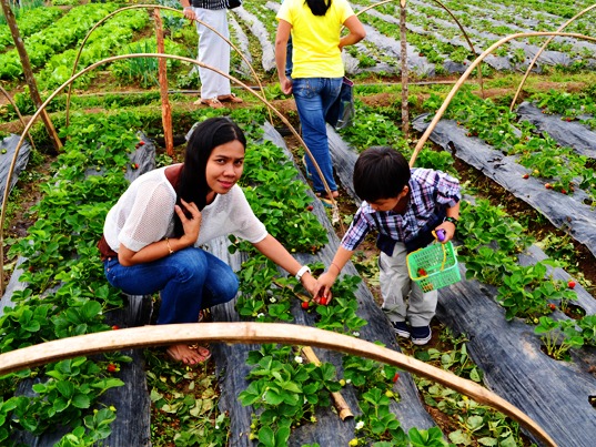 La Trinidad Strawberry Farm - Benguet | WW Travel Blog