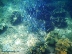Giant Clams (Taklobo) w/ School of Fish - Hundred Islands