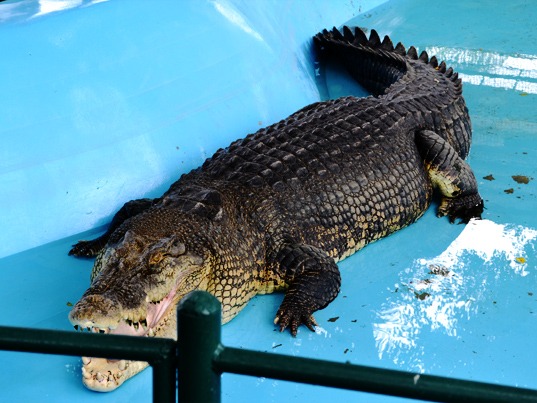 Davao Crocodile Park | Wondering Wanderer Travel Blog