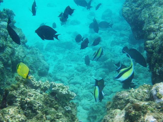 Snorkeling in Sipalay - Negros Occidental | WW Travel Blog